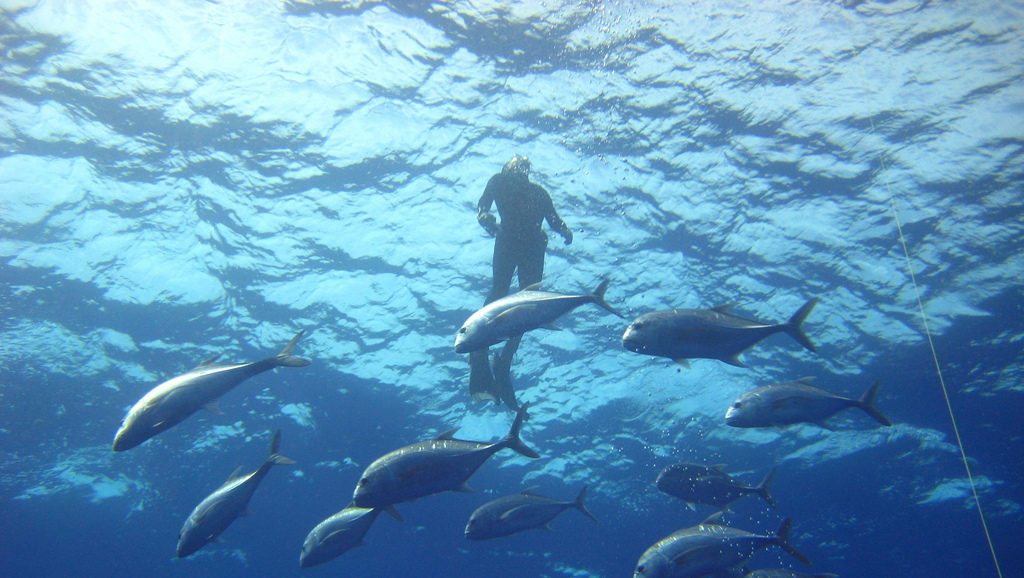 Ocean Conservation and Marine Life Protection Beautiful waters ...